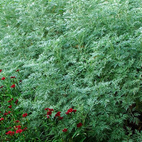Artemisia Finegardening