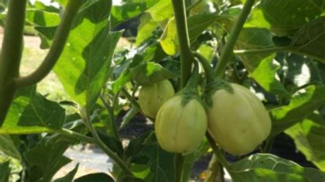 8 Surprising Health Benefits Of Garden Egg Leaf Fakaza News