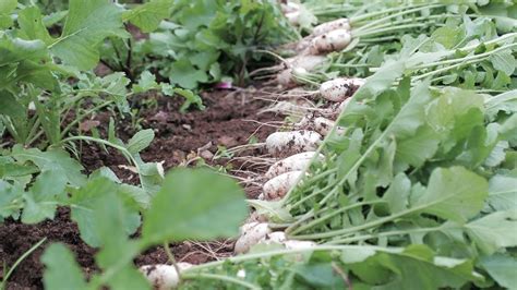 25 우리의 겨울필수품 김장하는날 🥬 김장김치독 묻기 Youtube