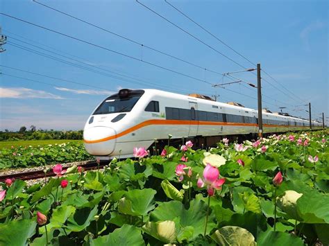 【苗栗】夏季限定！隱藏版賞荷祕境，火車花田同框好療癒，攝影控必收口袋名單，想拍一定要趁早 好想去喔
