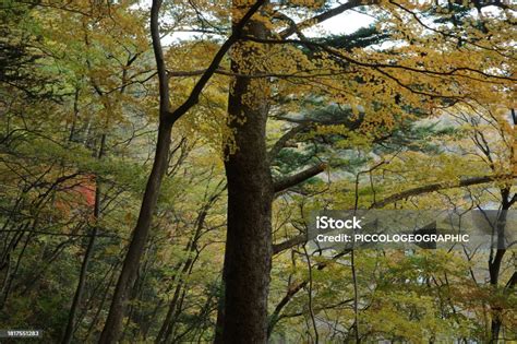 떡갈나무와 단풍나무를 포함한 낙엽활엽수림의 단풍은 늦가을의 그림 같은 풍경을 그립니다 0명에 대한 스톡 사진 및 기타 이미지 0명 가을 가을 단풍 Istock