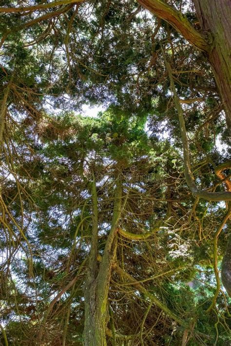 Un Tronco De árbol Rojo Cuarenta Pasillo Uk Imagen De Archivo Imagen