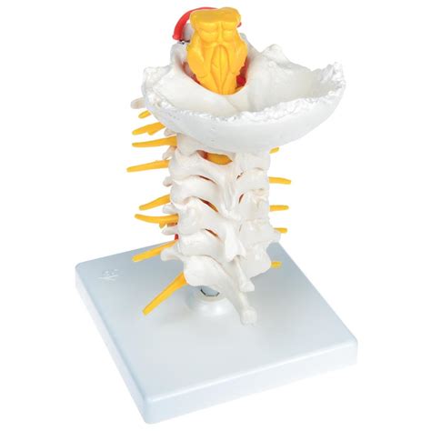 Cervical Spinal Column Model