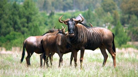 Richard Stallman Gnu Projekt Bekommt Richtlinien Für Gute