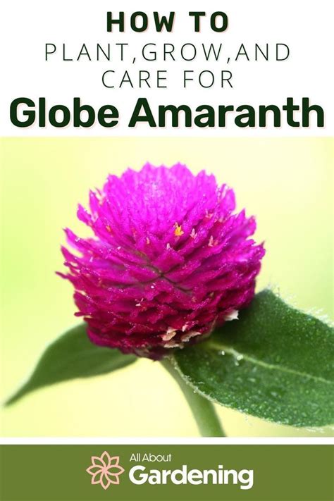 How To Plant Grow And Care For Globe Amaranth Globe Amaranth