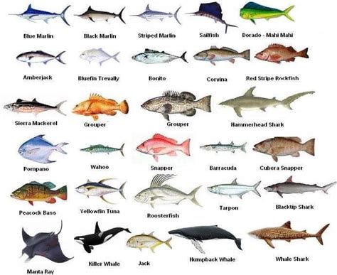 Zia Fresh Fish Colombo Wattala