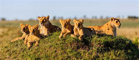 Kenya To Zanzibar Pure Wildlife And Seaside Escape Zicasso