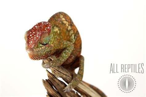 Fork Nosed Chameleon