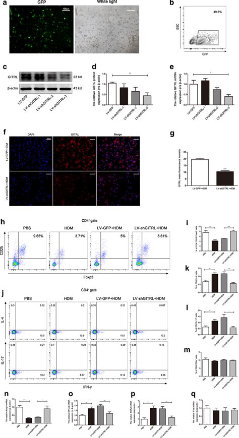 Knockdown Of Gitrl On Bmdcs Partially Restored The Balance Of Th1th2