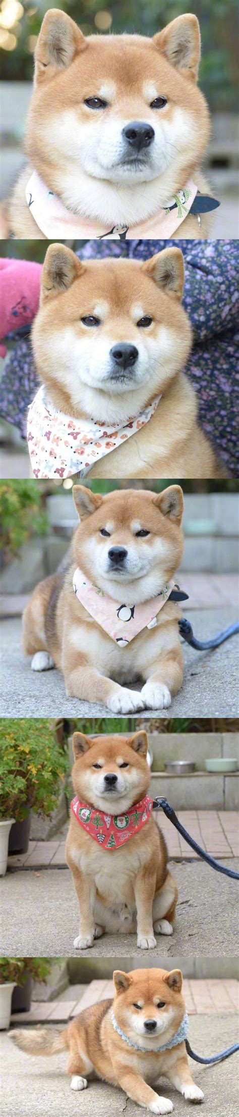 专用表情包柴总ryuji！柴犬中的邪魅霸道总裁~