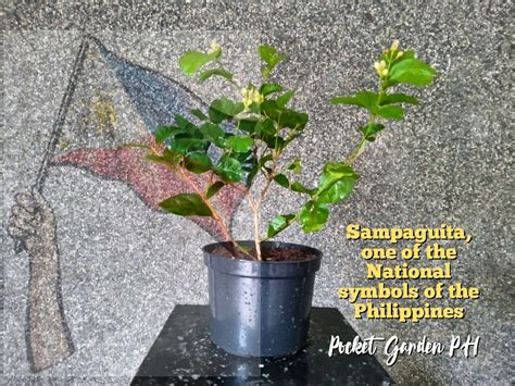 Sampaguita Plant National Flower Furniture And Home Living Gardening