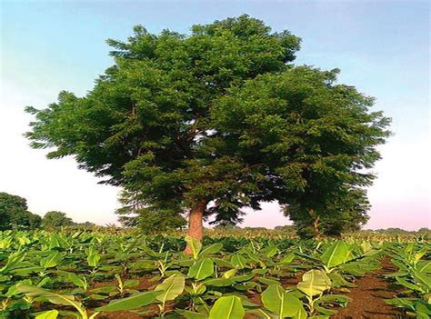 Neem Tree Under Banana Cultivation Download Scientific Diagram