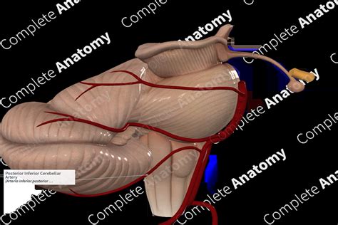 Posterior Inferior Cerebellar Artery Complete Anatomy