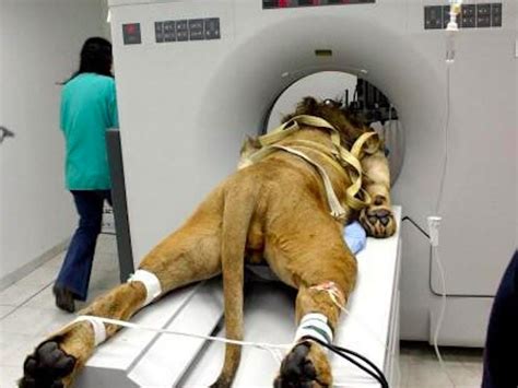 Story Behind The Lion Who Got A CAT Scan Business Insider