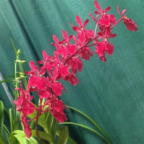 Orchid Renanthera Datin Blanche Olbery