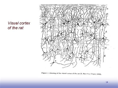 Motor Cortex Somatosensory Cortex Sensory Associative Cortex Pars