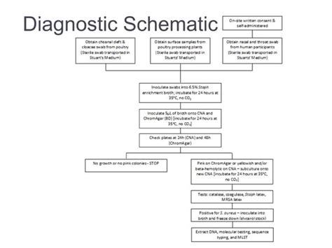 Antibiotic Resistant Staphylococcus Aureus Investigation Of A Poultry Reservoir Ppt