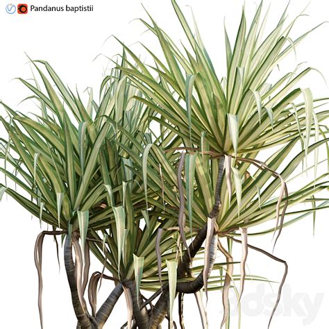 Pandanus Baptistii Variegated Dwarf Pandanus 02 Bush 3d Model