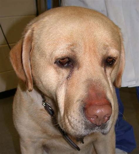 Animal Endocrine Clinic Hypothyroidism One Of The Top 10 Diagnosed