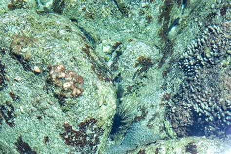 Black Sea Urchins On Rock Diadema Setosum On Ocean Floor Selective