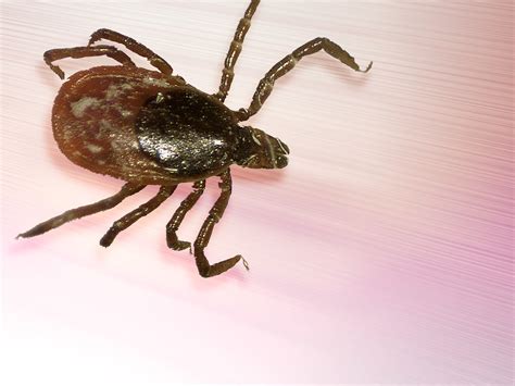 Man Lucky To Be Alive After Getting Powassan Virus From Tick Bite