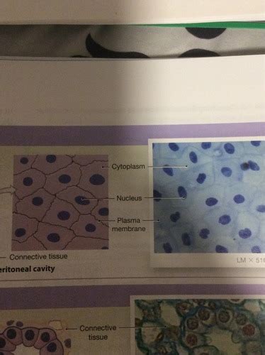 Epithelial Tissue Flashcards Quizlet