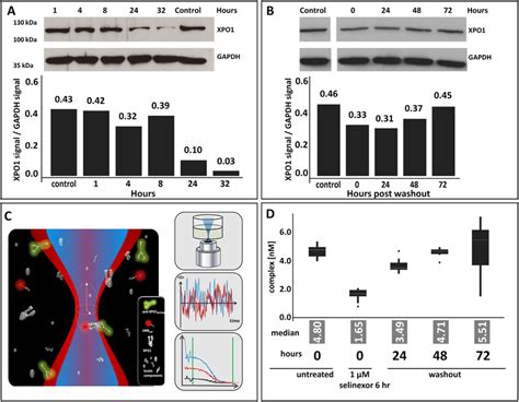 Selinexor Treatment Reduces Expression Of And Occupies Xpo1 A Z138