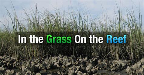 In The Grass On The Reef Pbs