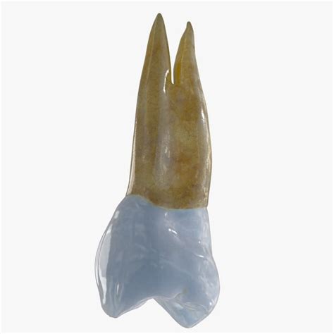 Upper Left Bicuspid Anatomy 3d Turbosquid 1281409