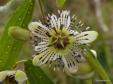 Passiflora Sp Nov Passifloraceae From Ecuador Flic Flickr