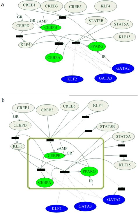 The Gene Regulatory Network Grn A Model 1 And The Modified Grn B