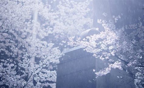2023武汉竟然下雪了真的下雪了让我们去武大赏着樱花看着飘雪这小日子贼舒坦 你没有看错图片来自于网络 武汉大学 评论 去哪儿攻略