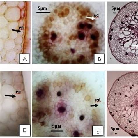 Pdf Accumulation And Deposition Of Lead Heavy Metal In The Tissues Of