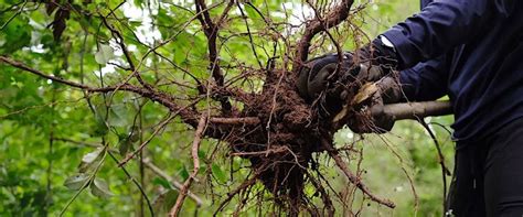 How To Remove Our Top 10 Invasive Plants Trees Atlanta Trees To Plant Invasive Plants Plants