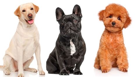 Cuáles Son Las Razas De Perros Más Populares En El Mundo Sociedad