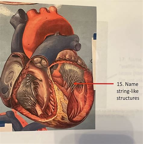 Solved 15 Name String Like Structures Course Hero