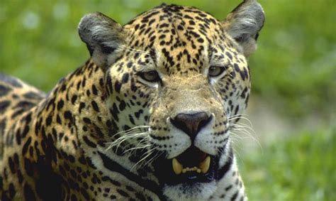 Reserva tem 12 espécies de animais ameaçadas de extinção Jornal