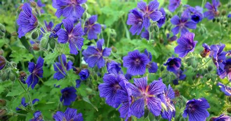 Comment grandir et prendre soin des géraniums de Cranesbill Brico Jardin
