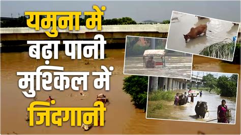 Yamuna River Bed Area In Noida Delhi Flood Cows Rescued In Noida Sector