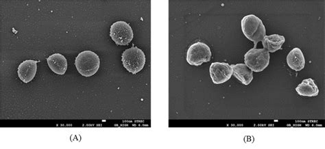 Scanning Electron Micrographs Of S Aureus After Incubation At 37 °c