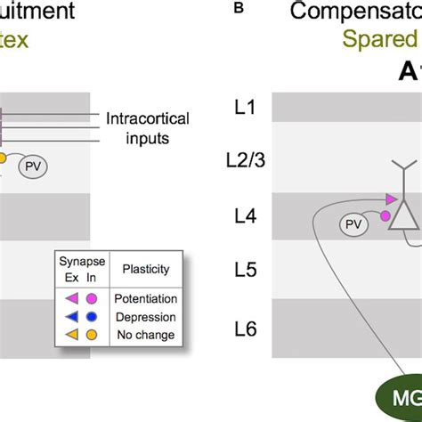 Overview Of Cross Modal Plasticity Loss Of A Sensory Modality Such As