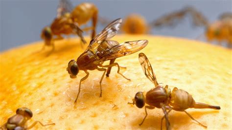 Aphis In Action Battling Bad Bugs How Aphis Is Saving Your Favorite