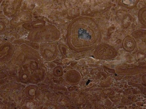 Paleocene Girvanella Stromatolites