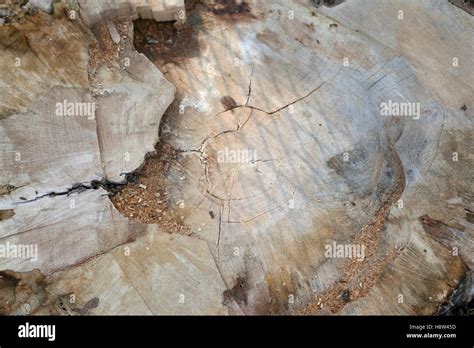 Texture Of Tree Stump Stock Photo Alamy