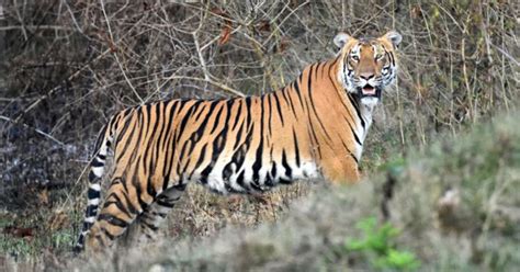 10 Year Old Killed In Tiger Attack In Uttar Pradeshs Bahraich