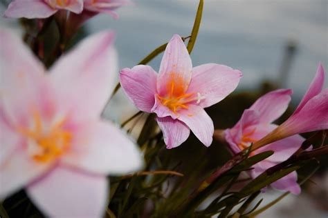 Natuur Bloem Bloemen Gratis Foto Op Pixabay Pixabay