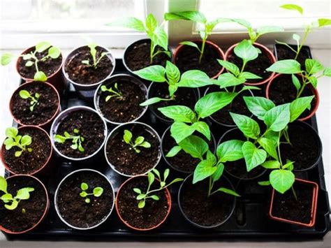 Шість найкращих народних засобів для підживлення розсади рецепти приготування Читайте на Ukr Net