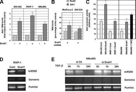 Snail1 Controls Zeb1 Mrna Levels Panels A And B Rnas Were Prepared