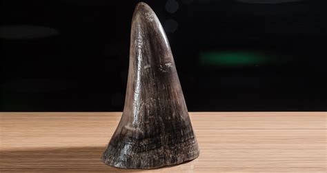 爪哇犀牛角原角图片 犀牛角原角大片 爪哇犀牛角图片的特征 大山谷图库