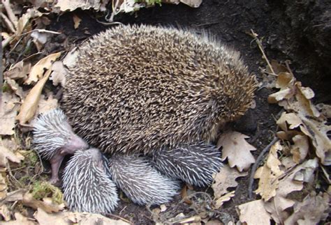 Zibaloo Hérisson Hérissonne Hérisson